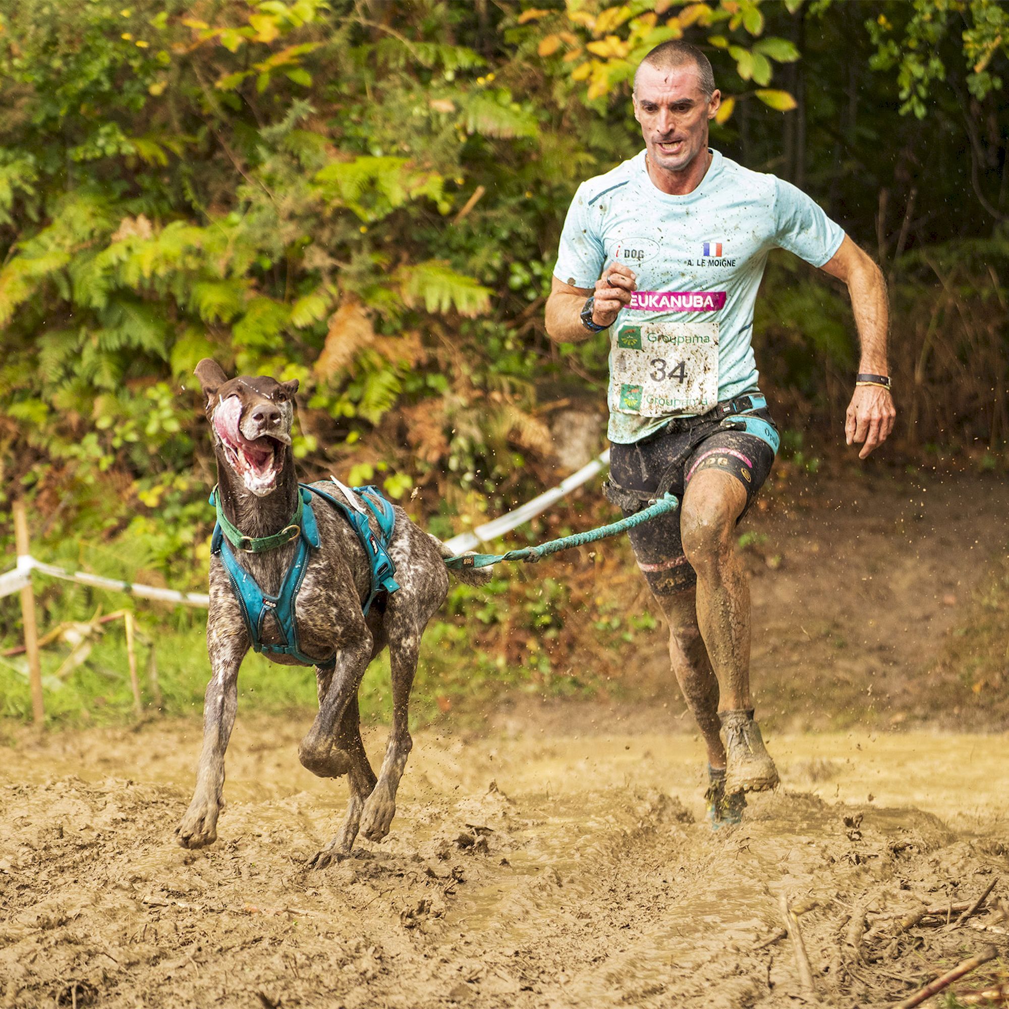 Dog running harness store